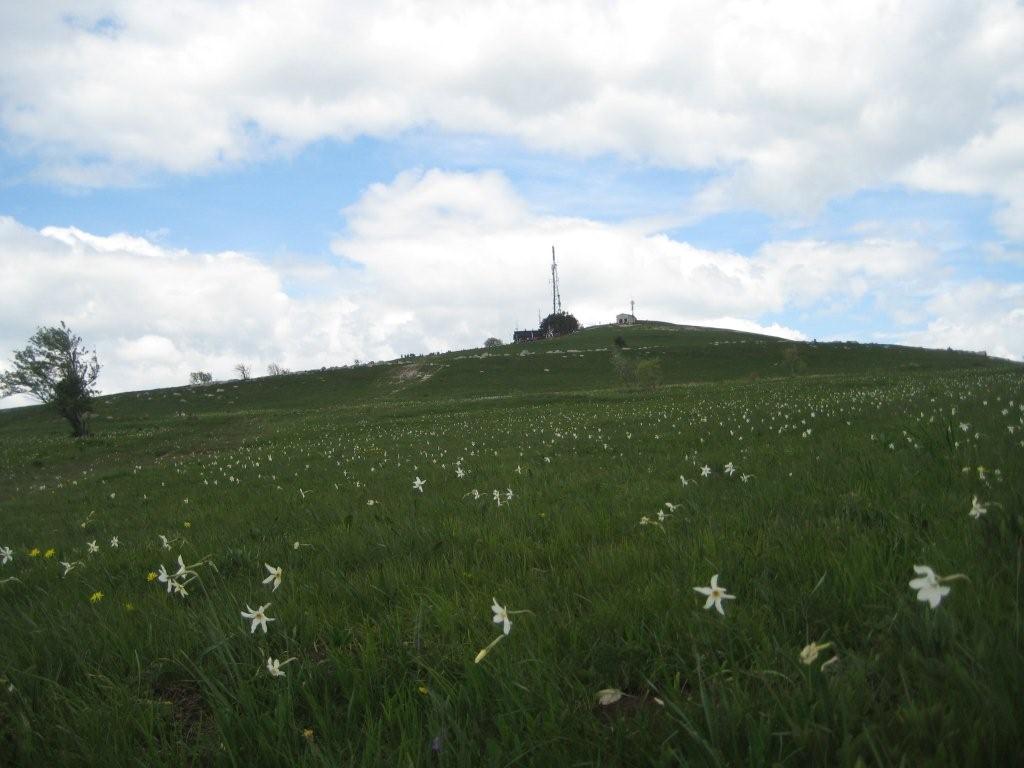 Slavnik :: ŠD Javor